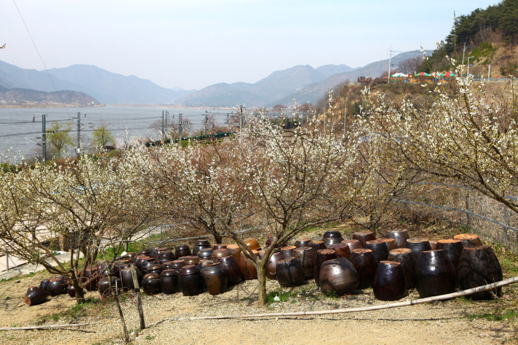 Maehwa Flower (Plum Blossom): Korea's First Spring Flower | KCulture ...