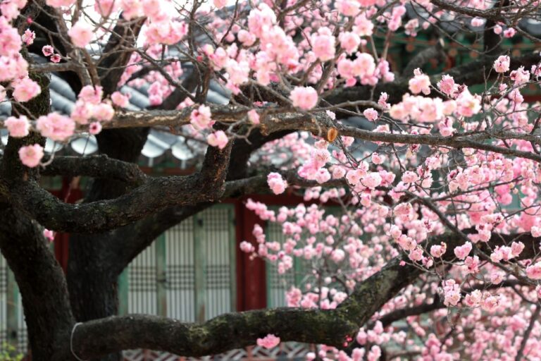 Maehwa Flower (Plum Blossom): Korea's First Spring Flower | KCulture ...