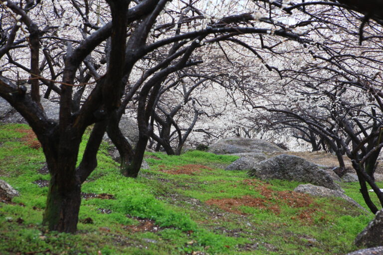 Maehwa Flower (Plum Blossom): Korea's First Spring Flower | KCulture ...