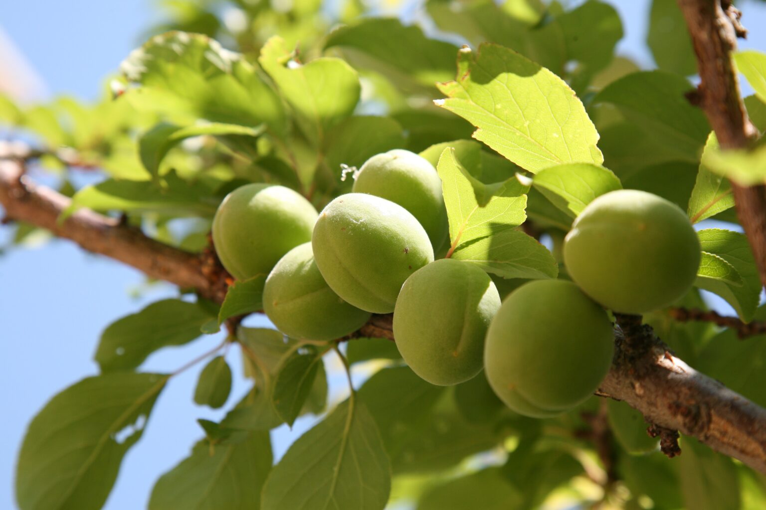 Maehwa Flower (Plum Blossom): Korea's First Spring Flower | KCulture ...