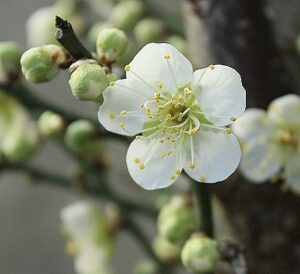 Maehwa Flower (Plum Blossom): Korea's First Spring Flower | KCulture ...